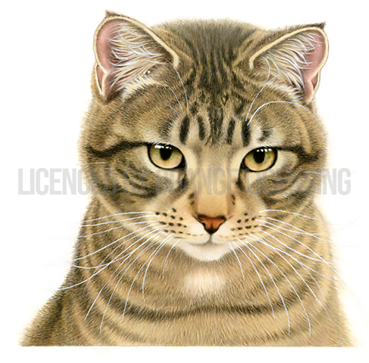 Francien van Westering – Orange Licensing